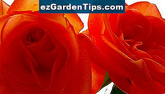 Partes de un árbol de rosas 🌱 Tips Jardineros - Es.ezGardenTips.com