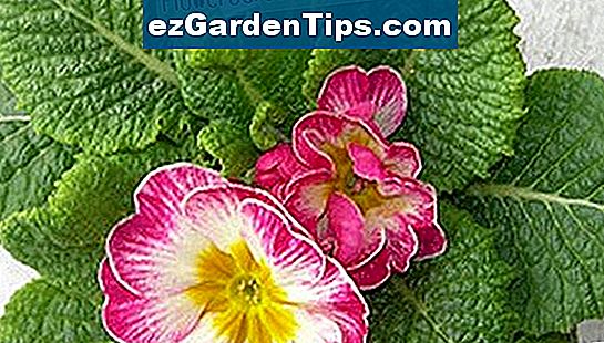 Primrose Flower Significado 🌱 Tips Jardineros - Es.ezGardenTips.com