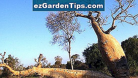 Noms de plantes de savane 🌱 Conseils Jardiniers - Fr.ezGardenTips.com