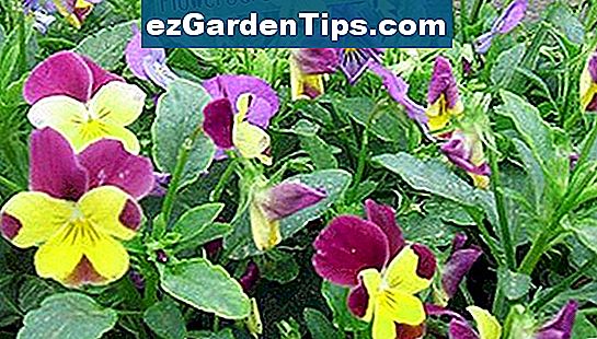 Tipuri de flori colorate 🌱 Sfaturi Grădinari - Ro.ezGardenTips.com