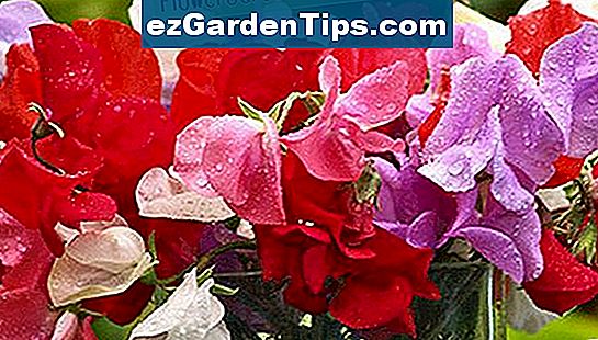 Tipos de flores que comienzan con S 🌱 Tips Jardineros - Es.ezGardenTips.com