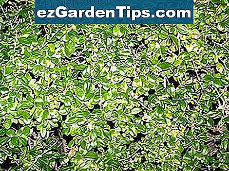 Soorten hagen 🌱 Tips Tuinders - Nl.ezGardenTips.com