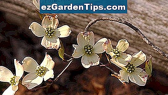 Fajták a fehér virágos somfa fák 🌱 Tippek Kertészek - Hu.ezGardenTips.com