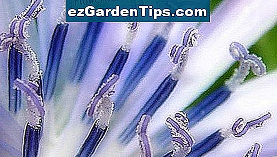 ¿Cuáles son las partes masculinas de la flor? 🌱 Tips Jardineros - Es ...