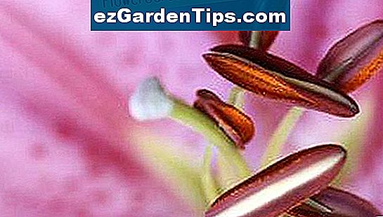 ¿Qué parte de la planta produce polen? 🌱 Tips Jardineros - Es ...