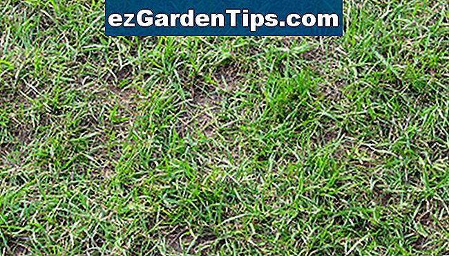 Hvordan grave opp en plen til Replant Grasfrø 🌱 Tips Gartnere - No ...
