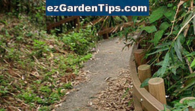 Come identificare le erbacce da prato in Georgia 🌱 Consigli Giardinieri ...