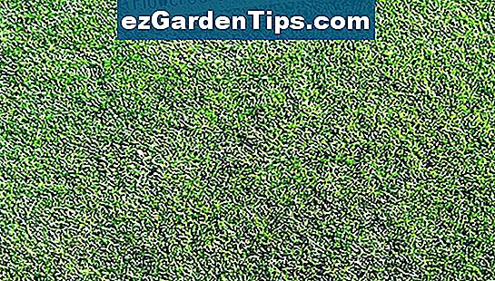 Hvordan spre Grasfrø 🌱 Tips Gartnere - No.ezGardenTips.com