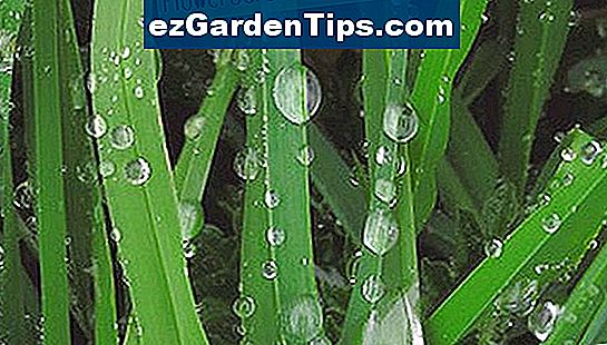 Soorten siergrassen en meidegrassen 🌱 Tips Tuinders - Nl.ezGardenTips.com