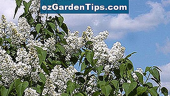 Lilas 🌱 Conseils Jardiniers - Fr.ezGardenTips.com