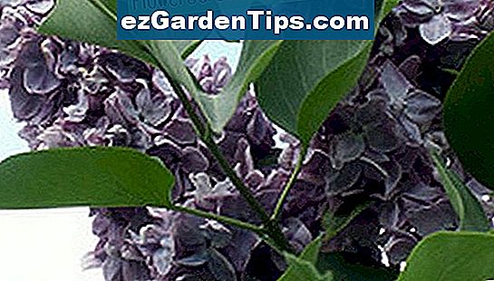 Lilas 🌱 Conseils Jardiniers - Fr.ezGardenTips.com