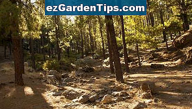 Tipos de suelos de bosque de coníferas 🌱 Tips Jardineros - Es ...