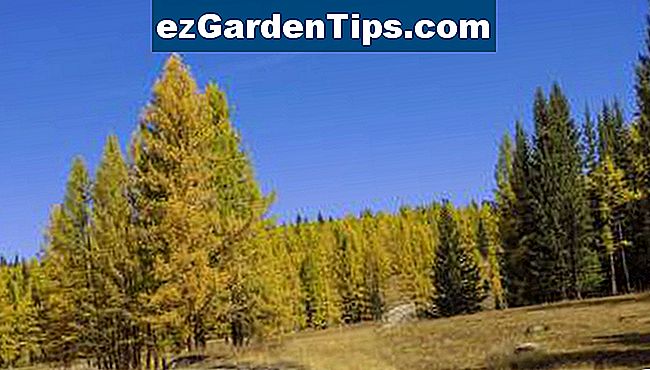 Tipos de suelos de bosque de coníferas 🌱 Tips Jardineros - Es ...