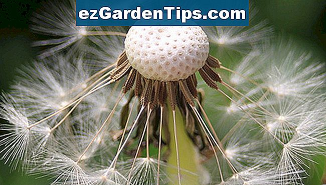 Feiten over zaadplanten 🌱 Tips Tuinders - Nl.ezGardenTips.com