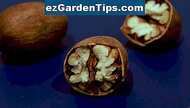 Hoe Fruit & Nut Trees te bemesten in South Carolina 🌱 Tips Tuinders ...