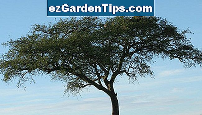 Comment faire pousser de l'acacia à partir de graines 🌱 Conseils ...