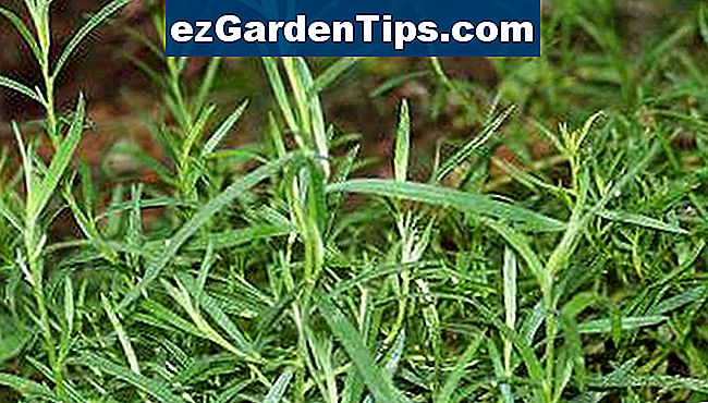 Cómo cultivar estragón francés 🌱 Tips Jardineros - Es.ezGardenTips.com