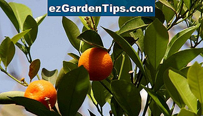 Cómo cultivar naranjos Washington Navel en California 🌱 Tips Jardineros ...