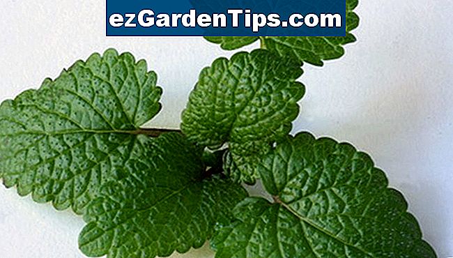 Hur man skördar citron balm 🌱 Tips Trädgårdsmästare - Sv.ezGardenTips.com
