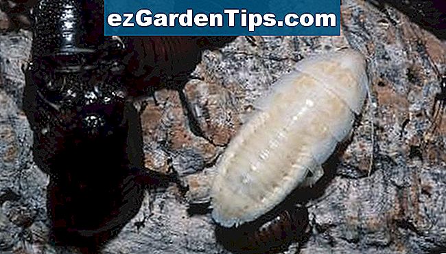 Comment identifier les nids de larves d'insectes 🌱 Conseils Jardiniers ...