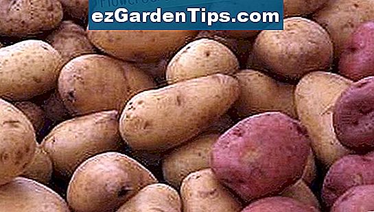 Cómo plantar papas Russet 🌱 Tips Jardineros - Es.ezGardenTips.com