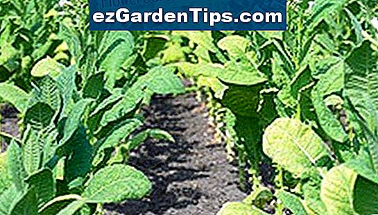 Comment planter des graines de tabac 🌱 Conseils Jardiniers - Fr ...