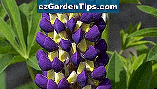 Slik starter du lupinfrø 🌱 Tips Gartnere - No.ezGardenTips.com