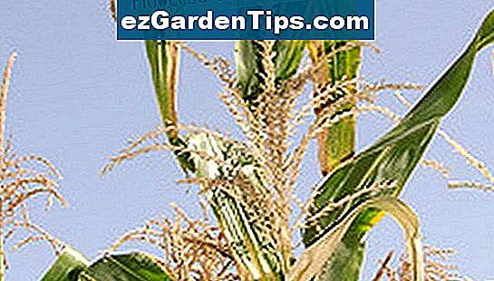 El ciclo de vida de una planta de maíz 🌱 Tips Jardineros - Es ...