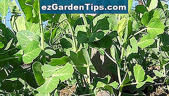 Ciclo de vida de una planta de guisantes 🌱 Tips Jardineros - Es ...