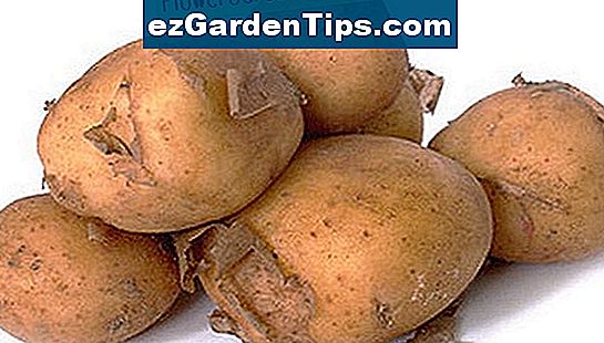 Livscykel av en potatisväxt 🌱 Tips Trädgårdsmästare - Sv.ezGardenTips.com
