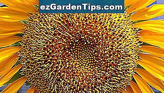 Saulespuķu auga dzīves cikls 🌱 Tips Dārznieki - Lv.ezGardenTips.com