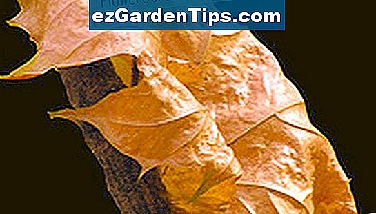 Daftar Penyakit pada Tanaman yang Disebabkan oleh Virus 🌱 Tips Tukang ...