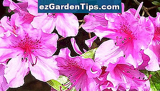 Molde en tallos de azaleas 🌱 Tips Jardineros - Es.ezGardenTips.com