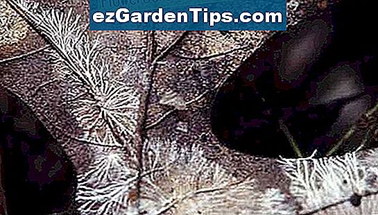 Ciclo de vida de Pilobolus 🌱 Tips Jardineros - Es.ezGardenTips.com