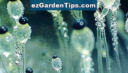 Ciclo de vida de Pilobolus 🌱 Tips Jardineros - Es.ezGardenTips.com