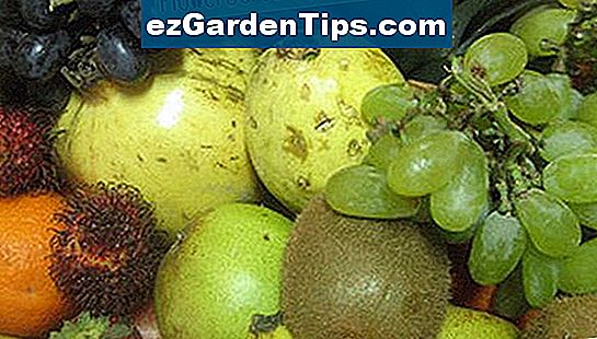 Tipos de sementes de frutas 🌱 Dicas Jardineiros - Pt.ezGardenTips.com