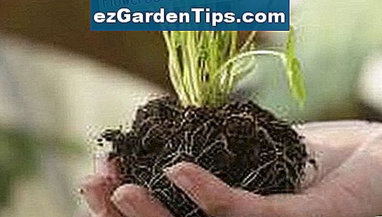 Tipi di radici di piante 🌱 Consigli Giardinieri - It.ezGardenTips.com
