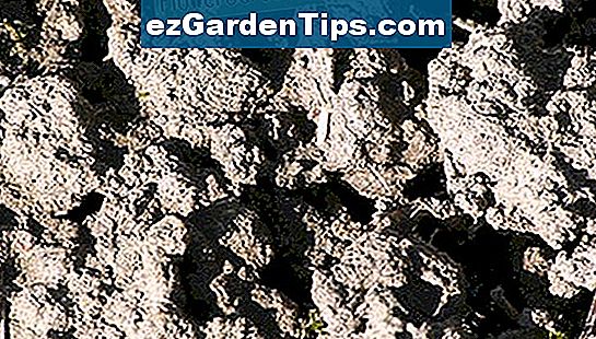 Types de bactéries du sol 🌱 Conseils Jardiniers - Fr.ezGardenTips.com