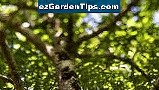 ¿Cuáles son las funciones de la endodermis de una raíz? 🌱 Tips ...