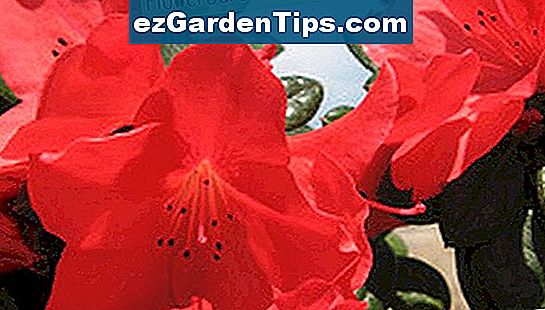 ¿Cuál es el pH correcto para una planta de Azalea? 🌱 Tips Jardineros ...