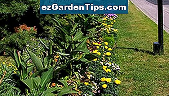 Cómo reparar los bordes del paisaje con escarcha 🌱 Tips Jardineros - Es ...