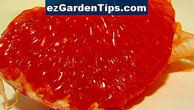 Acerca de los árboles de toronja rojos de Texas Rio 🌱 Tips Jardineros ...