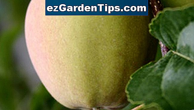 Apfel Sorten mit einem August Reifen 🌱 Tipps Gärtner - De.ezGardenTips.com