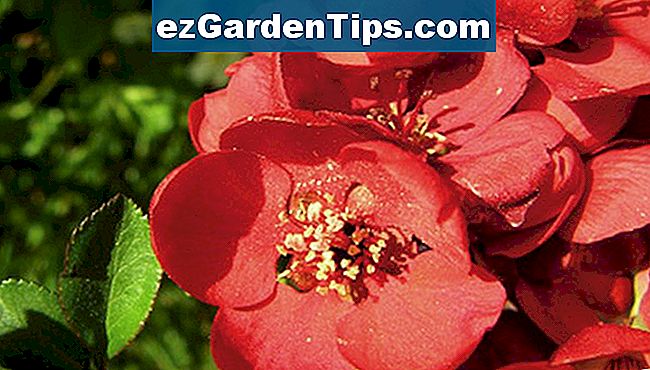Différents types d'arbres de pommiers à fleurs 🌱 Conseils Jardiniers ...