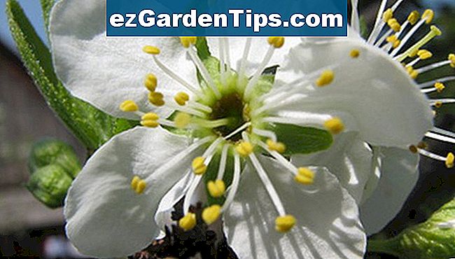 Krankheiten des blühenden purpurroten Pflaumen-Baum-Safts 🌱 Tipps ...