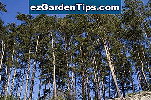 Omgevingsfeiten over pijnbomen 🌱 Tips Tuinders - Nl.ezGardenTips.com