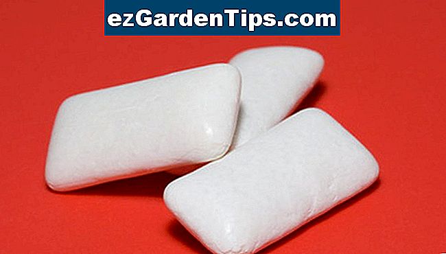 Datos sobre el árbol de chicle 🌱 Tips Jardineros - Es.ezGardenTips.com
