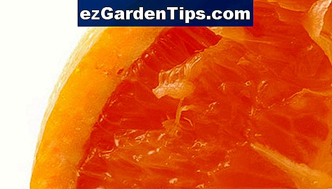 Cómo cuidar a un enano Washington Orange Navel Tree 🌱 Tips Jardineros ...
