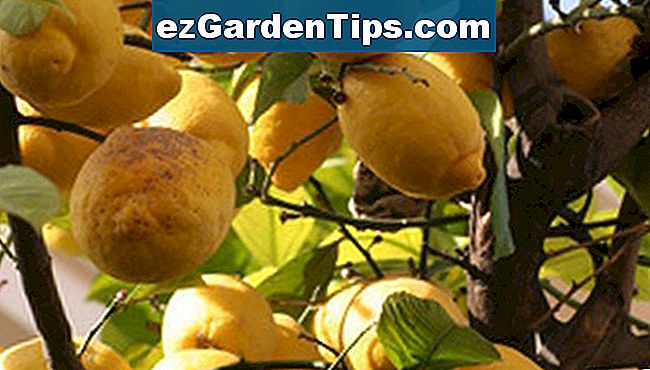 Hoe zorg je voor zieke citrusbomen 🌱 Tips Tuinders - Nl.ezGardenTips.com