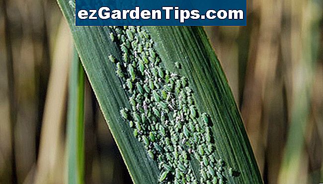 Cómo identificar insectos en un árbol de álamo 🌱 Tips Jardineros - Es ...